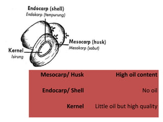 Palm oil | PPTX