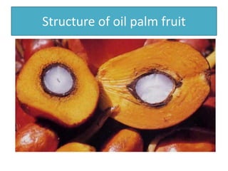 Oil Palm Fruit Structure