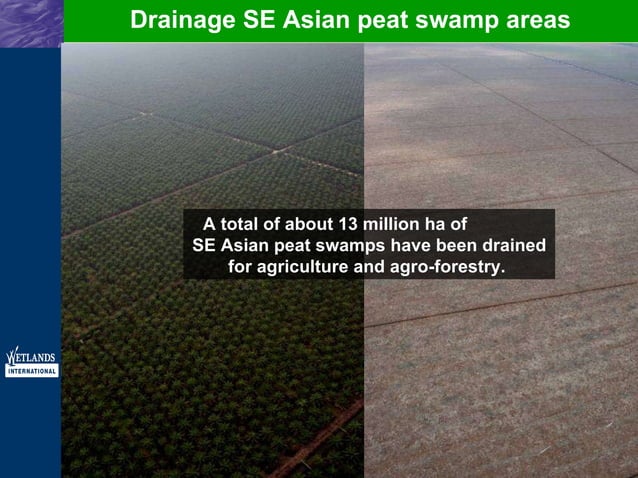 Palm Oil And Peat Training Module | PPT | Gardening | Home & Garden