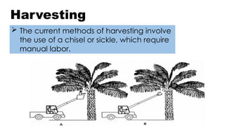 Palm Oil Production ppt.pptxROVELYN GARO | PPTX