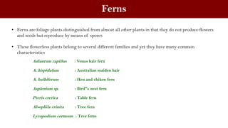 Palms and Ferns used in Landscape gardening.pdf
