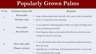 Palms and Ferns used in Landscape gardening.pdf