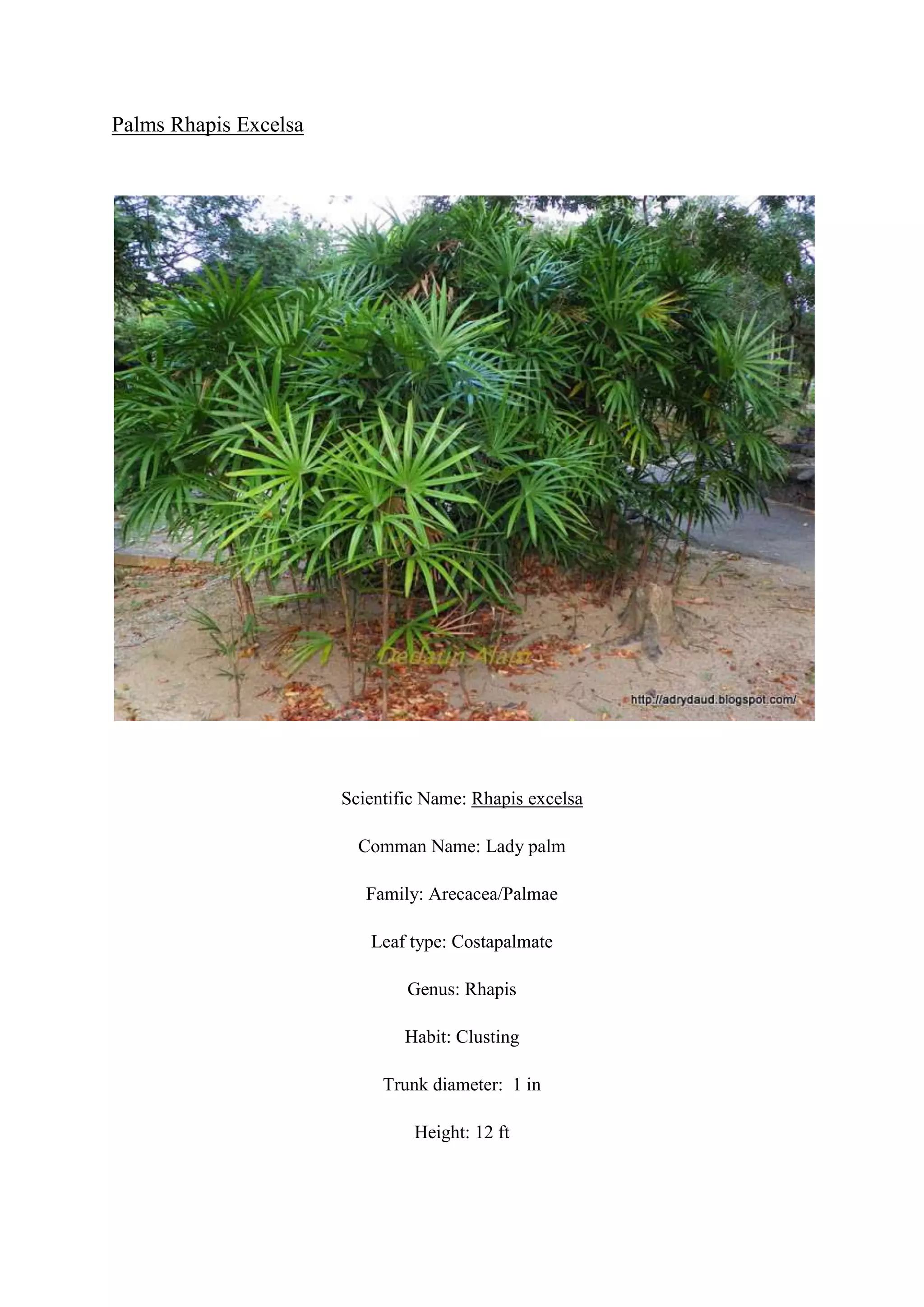 Palms rhapis excelsa | DOCX