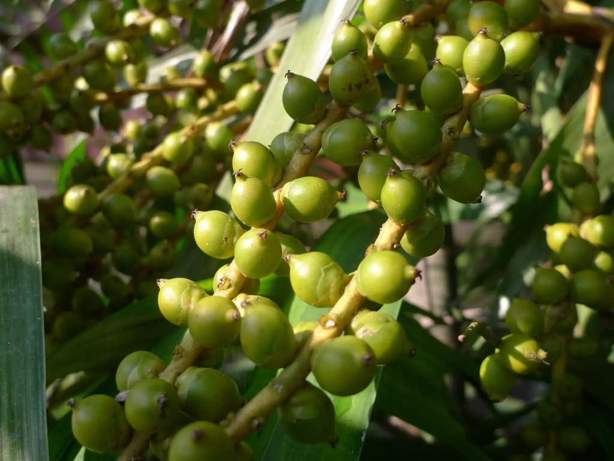 Palm Tree, Show Time | PPT