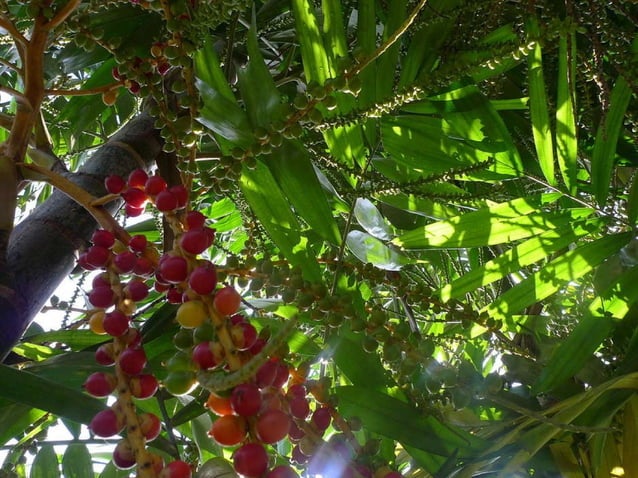 Palm Tree, Show Time | PPT