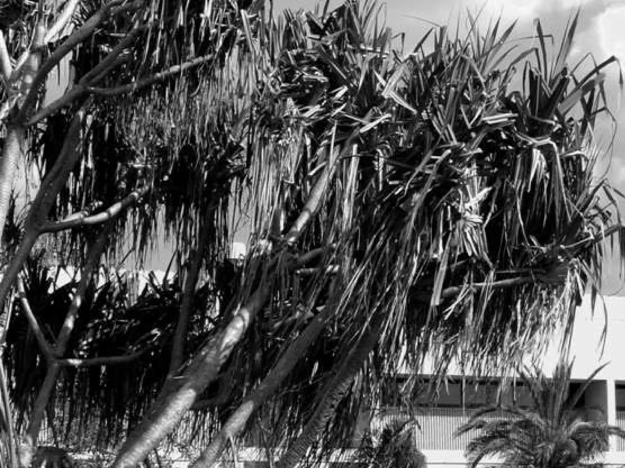 Beautiful Palm Trees | PPT