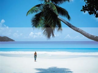 Beautiful Palm Trees | PPS