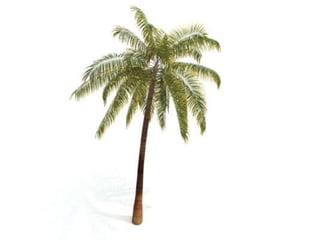 Beautiful Palm Trees | PPS