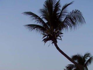 Beautiful Palm Trees | PPT