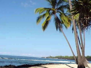 Beautiful Palm Trees | PPS