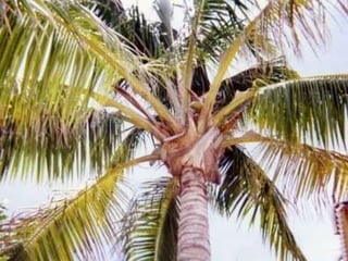 Beautiful Palm Trees | PPT