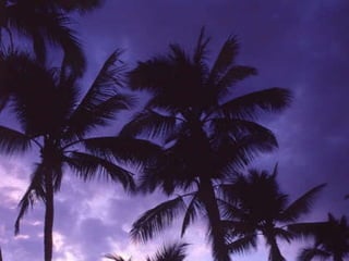 Beautiful Palm Trees | PPT