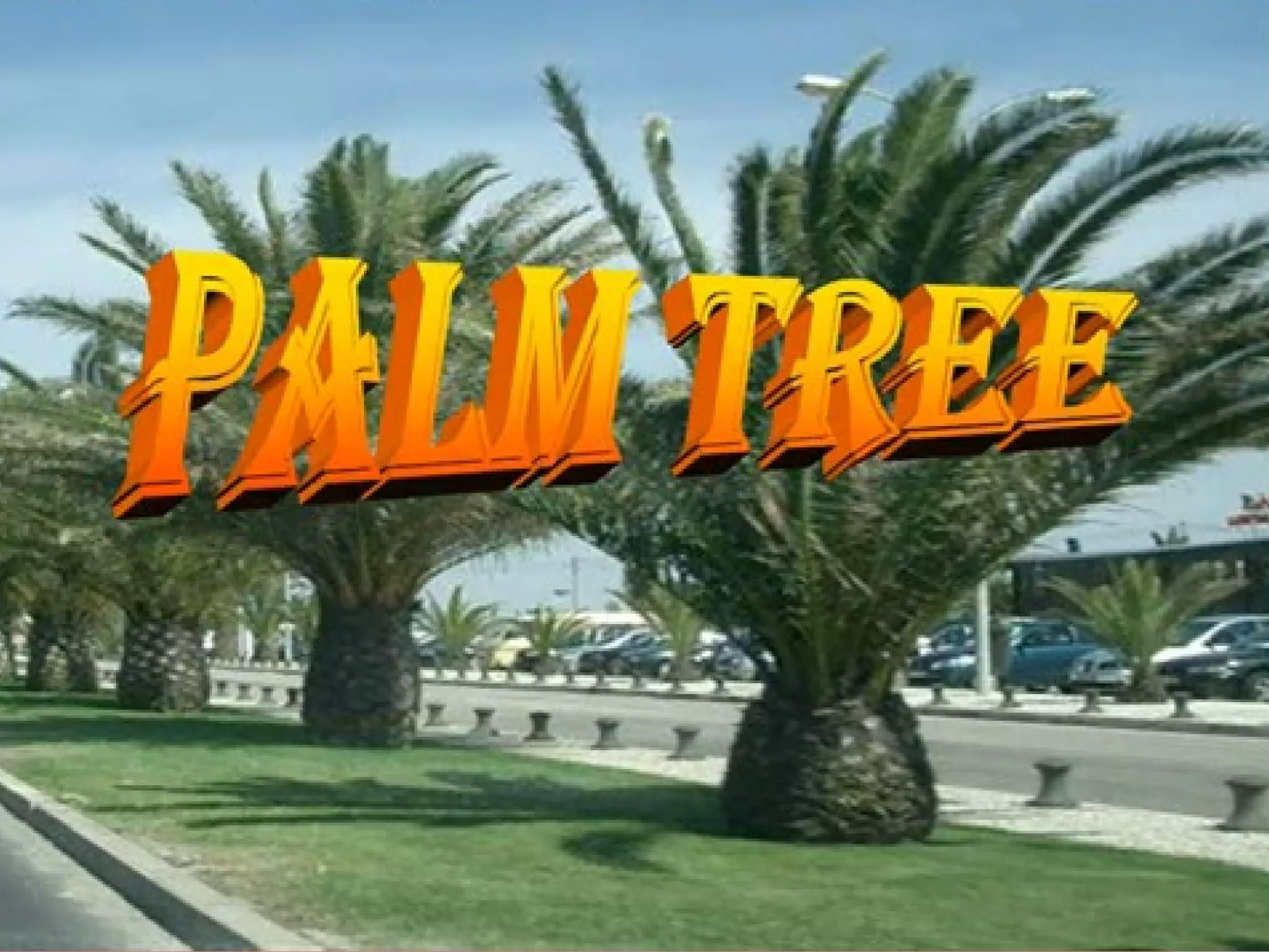 PALM TREE | PPT