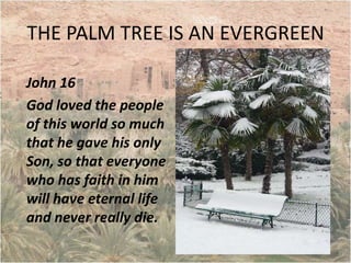 Palm tree christians | PPTX