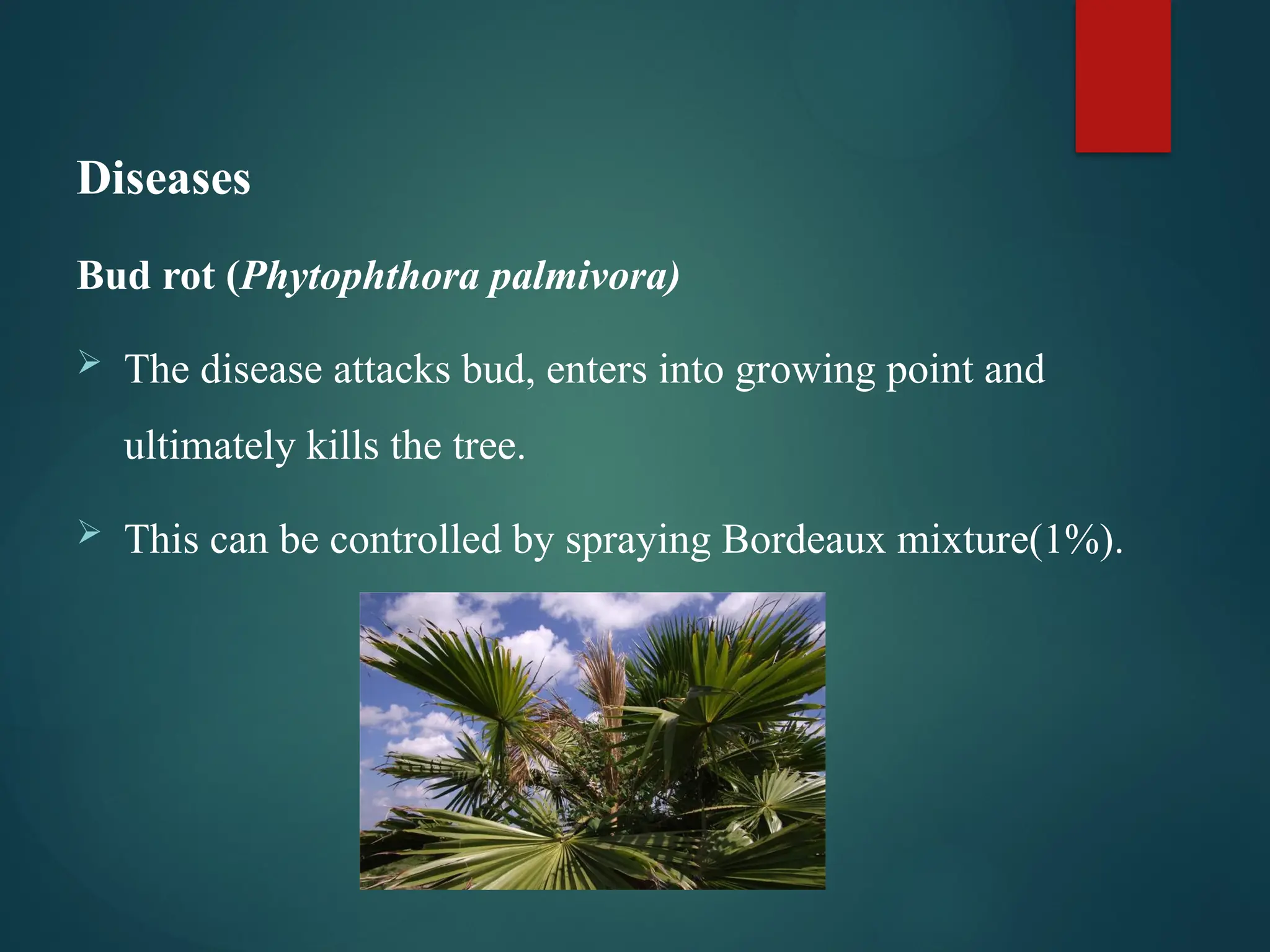 Major pest and diseases of palmyrah.pptx