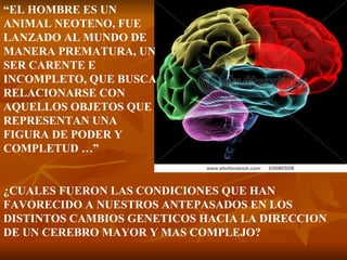 Paleoantropología y Neurociencia. Fenómeno de Neotenia y Heterocronia | PPT