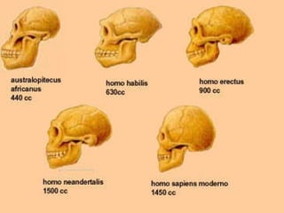 Paleoantropología y Neurociencia. Fenómeno de Neotenia y Heterocronia | PPT