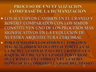 Paleoantropología y Neurociencia. Fenómeno de Neotenia y Heterocronia | PPT