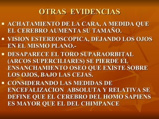 Paleoantropología y Neurociencia. Fenómeno de Neotenia y Heterocronia | PPT