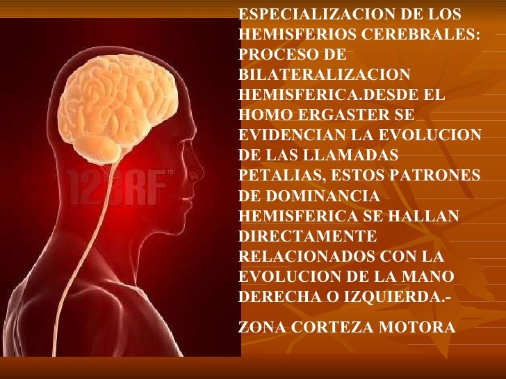 Paleoantropología y Neurociencia. Fenómeno de Neotenia y Heterocronia