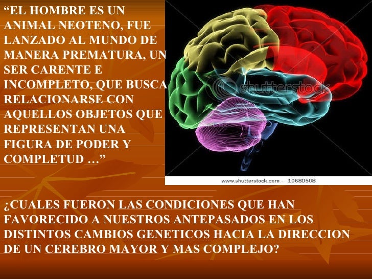 Paleoantropología y Neurociencia. Fenómeno de Neotenia y Heterocronia