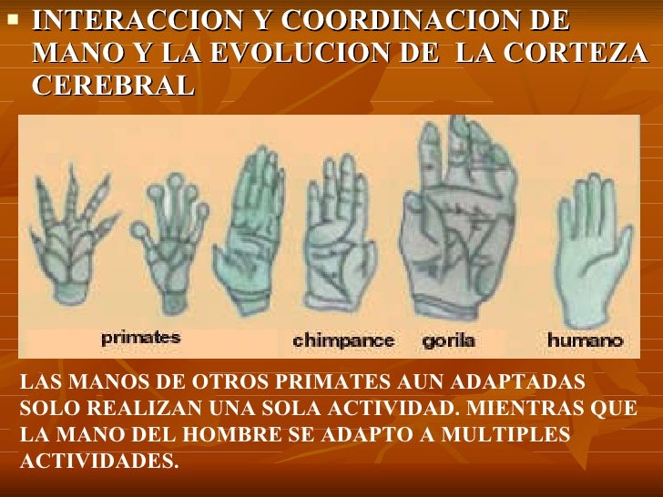 Paleoantropología y Neurociencia. Fenómeno de Neotenia y Heterocronia