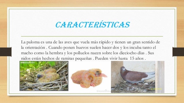 Las palomas