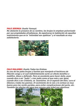 Palos+y+plantas+de+santo | DOCX