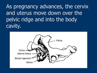Palpation and pregnancy ppt [autosaved] | PPTX