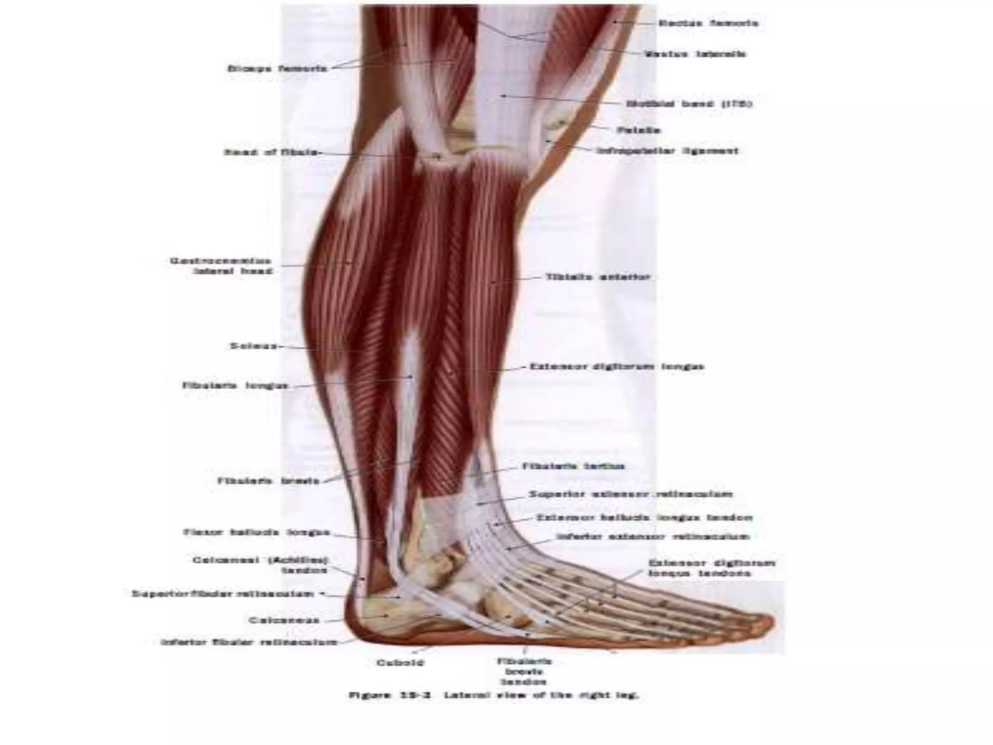 Palpation of the leg muscle | PPT