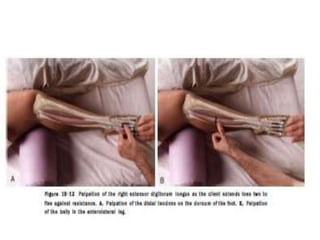 Palpation of the leg muscle | PPTX