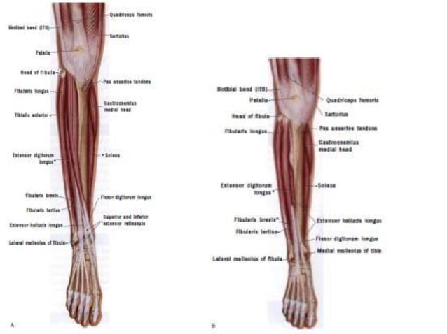 Palpation of the leg muscle | PPT