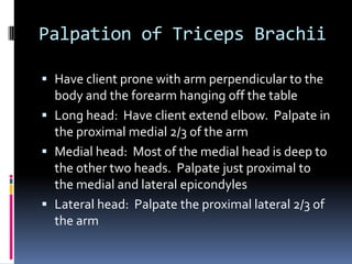 Palpation Of Lateral Head Triceps