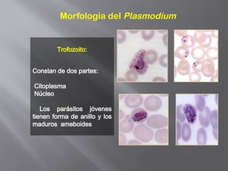 paarasitologia del plasmodium. (PALUDISMO) | PPTX