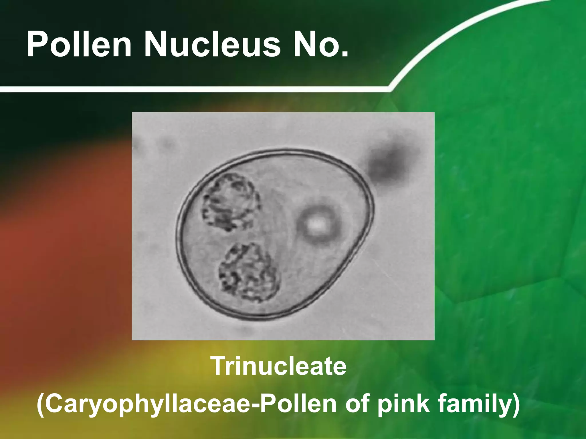 Palynology pollen morphology and biology | PDF | Gardening | Home & Garden