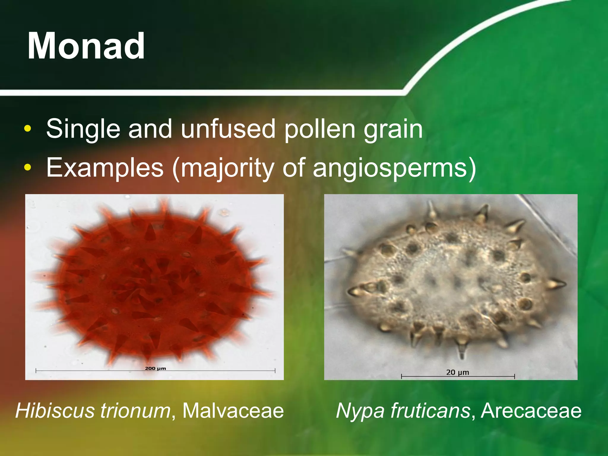 Palynology pollen morphology and biology | PDF