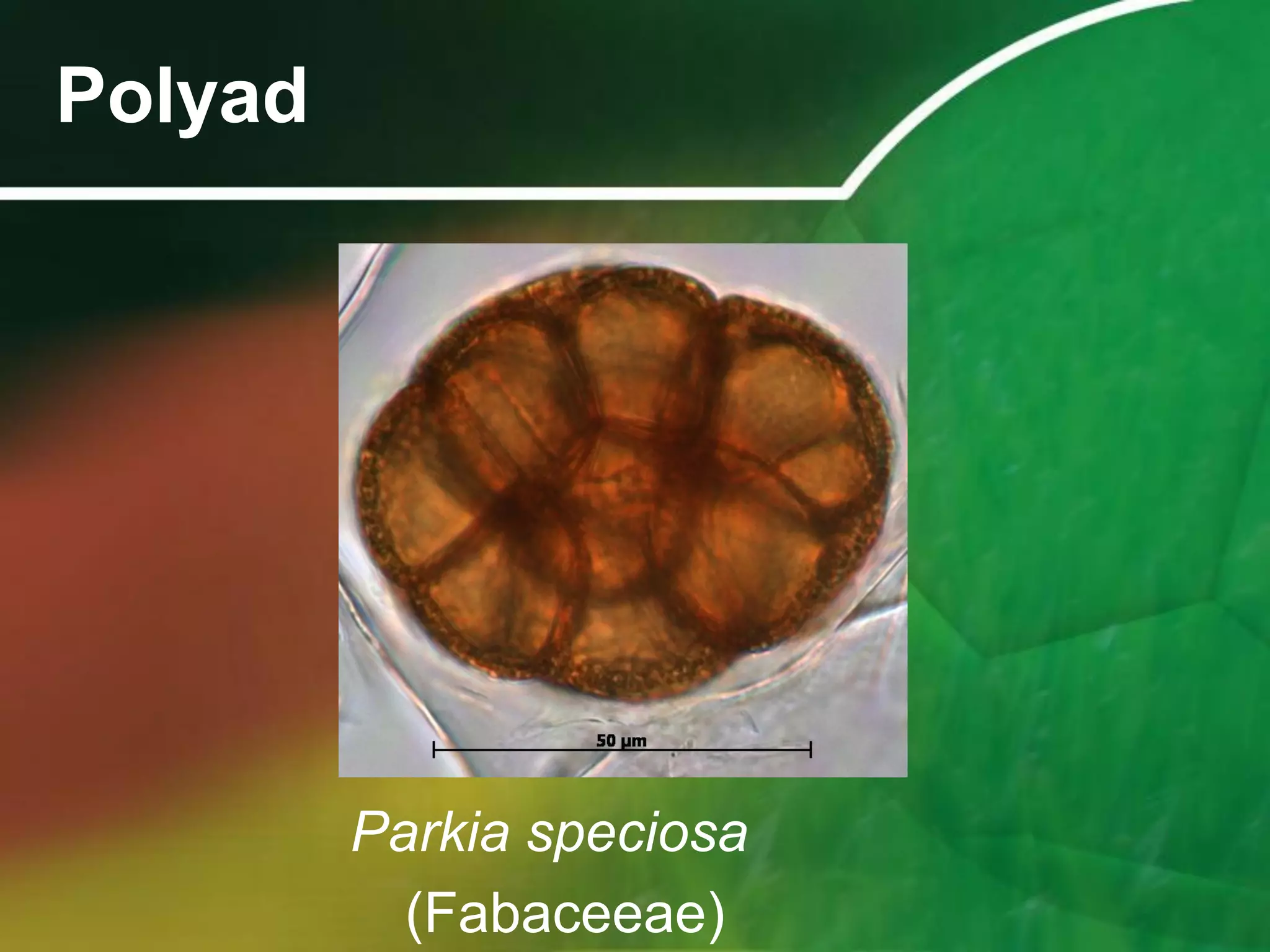 Palynology pollen morphology and biology | PDF | Gardening | Home & Garden