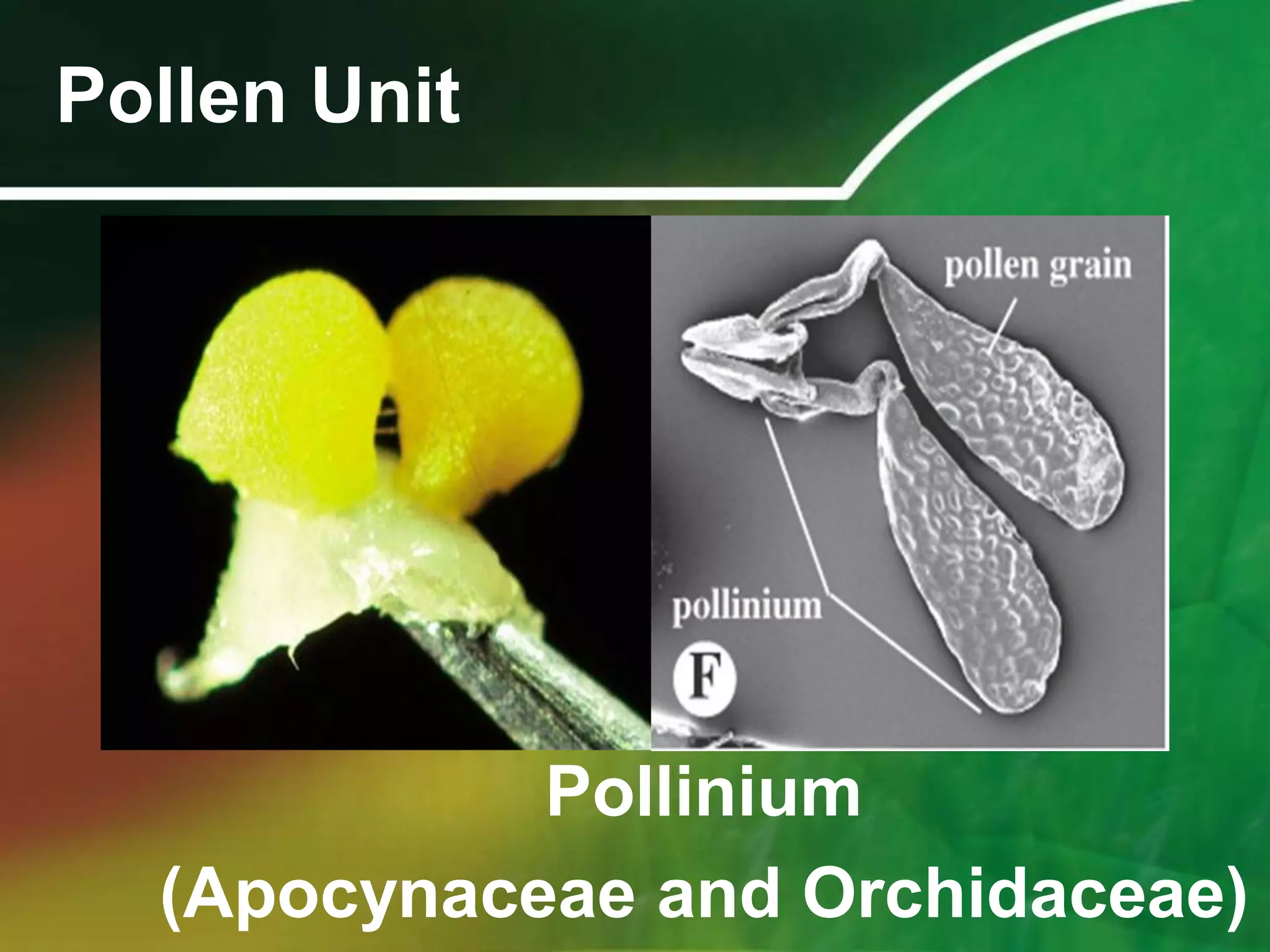 Palynology pollen morphology and biology | PDF | Gardening | Home & Garden