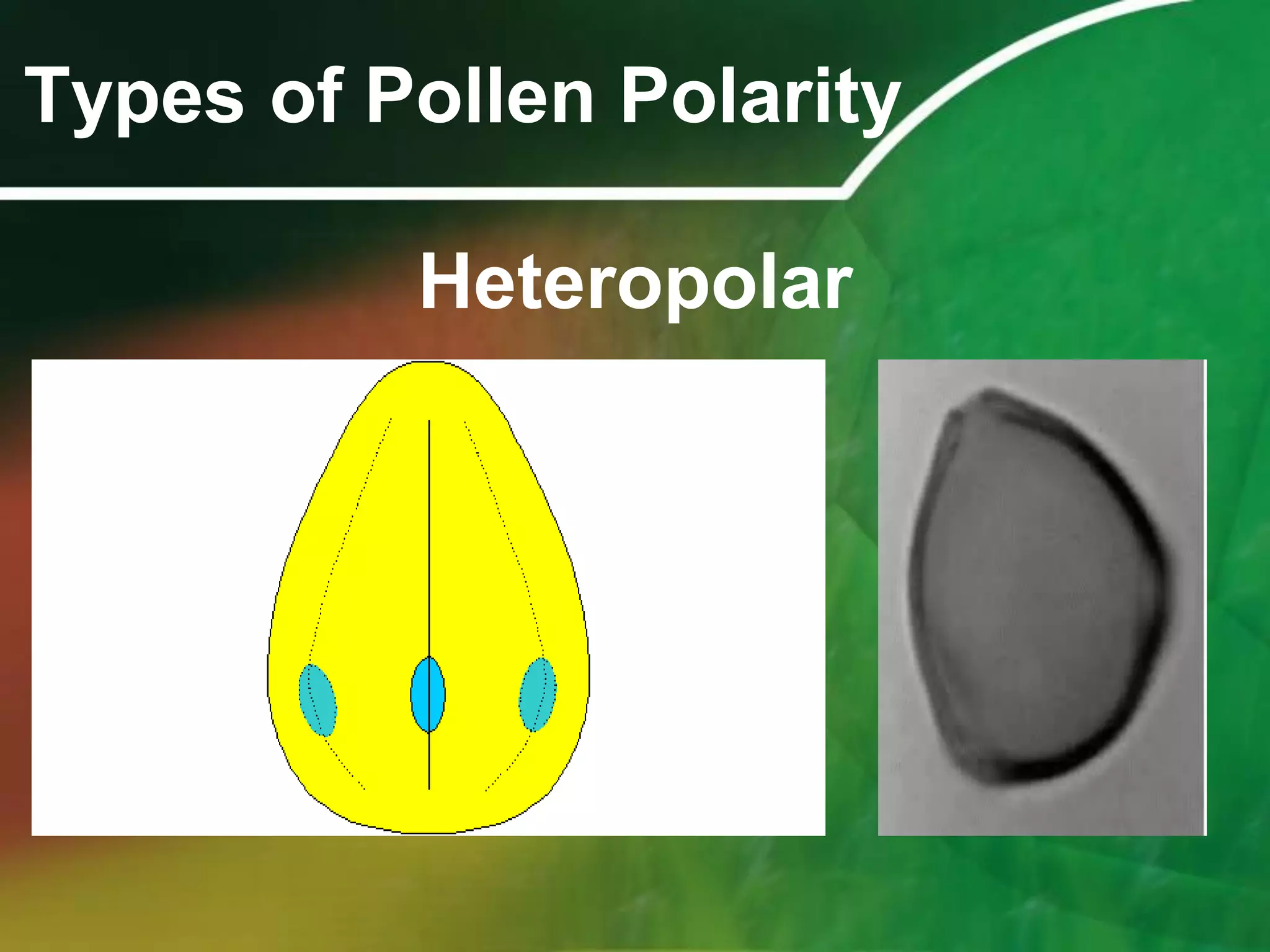Palynology pollen morphology and biology | PDF | Gardening | Home & Garden