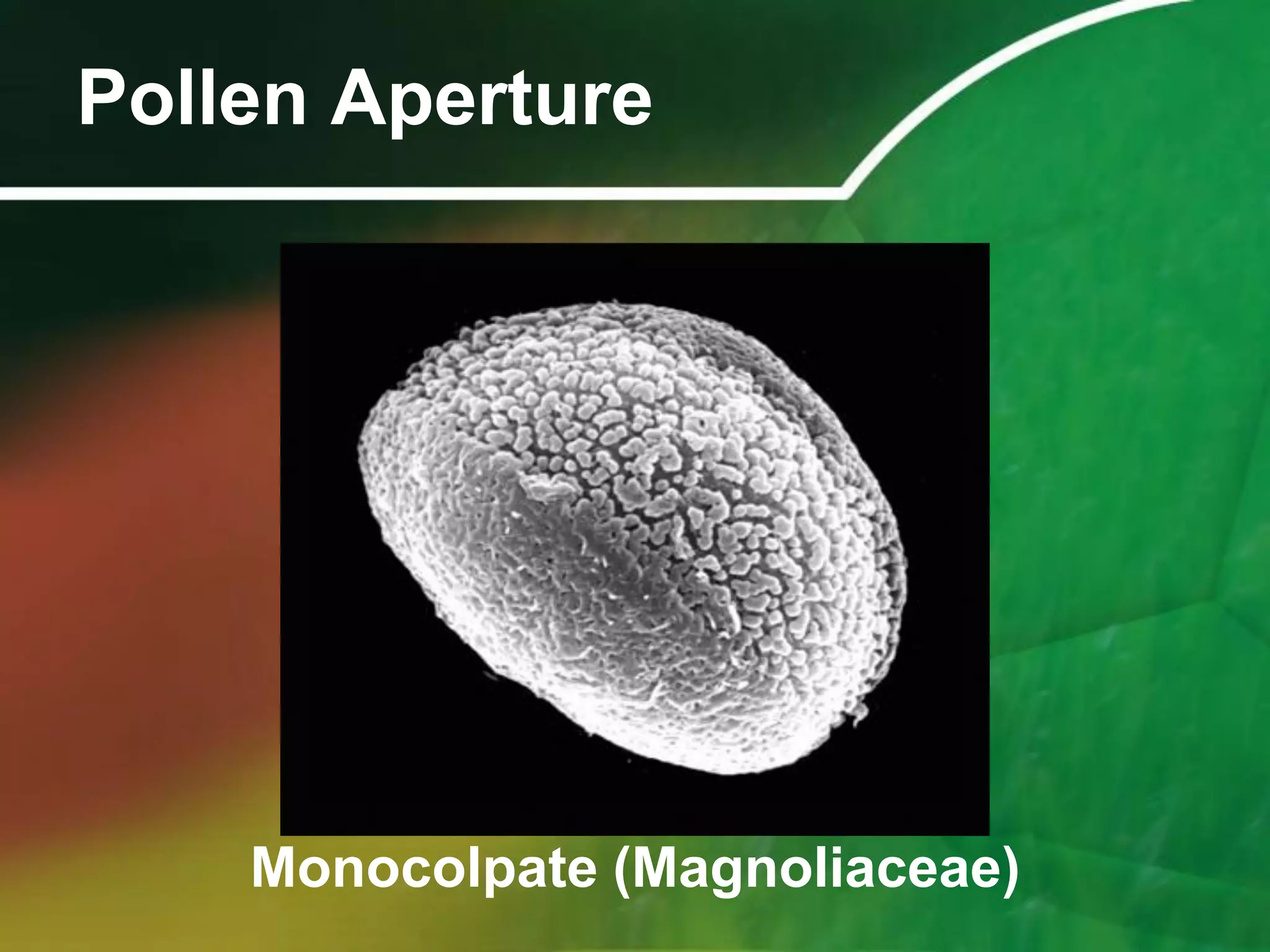 Palynology pollen morphology and biology | PDF