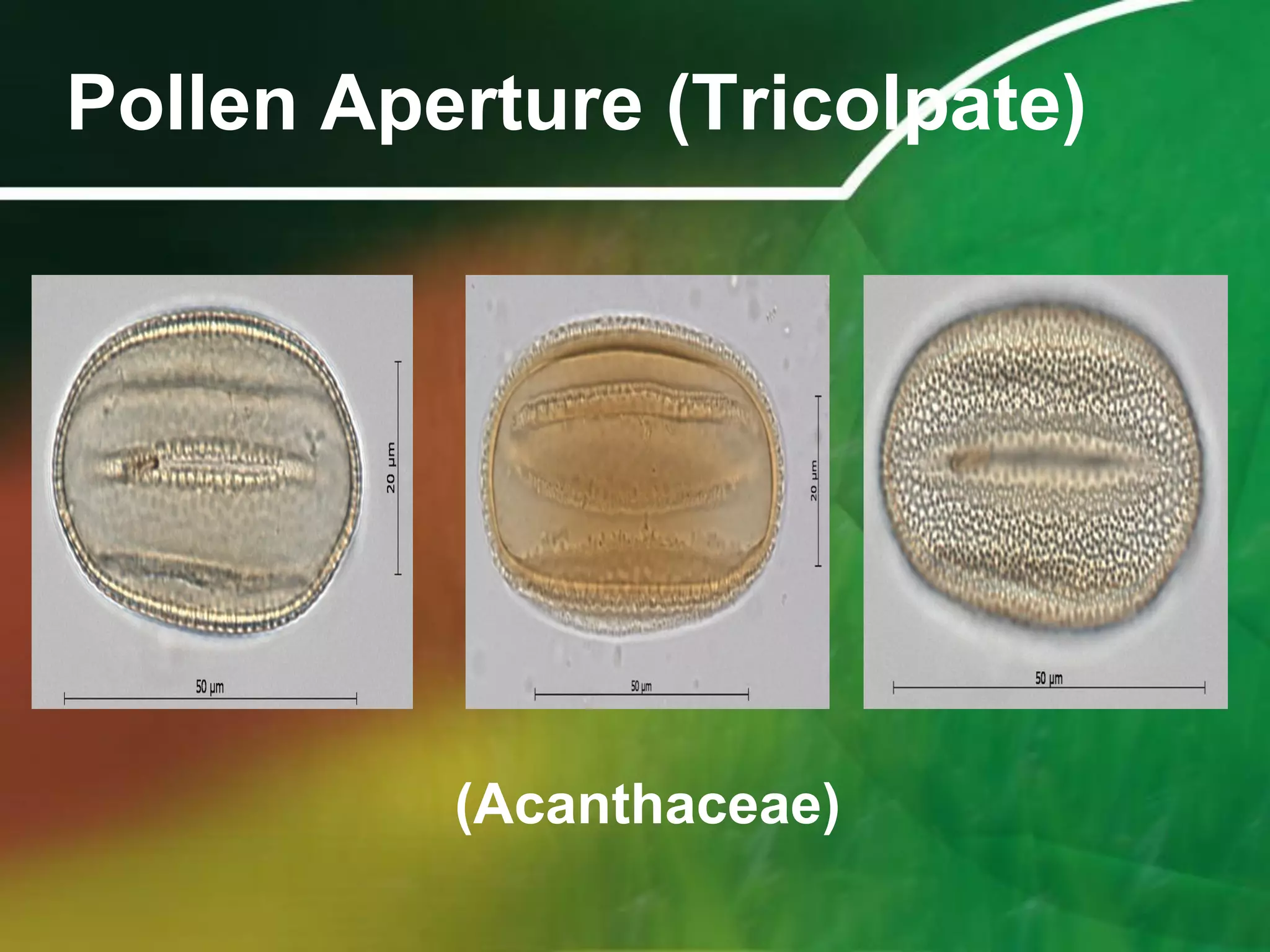 Palynology pollen morphology and biology | PDF