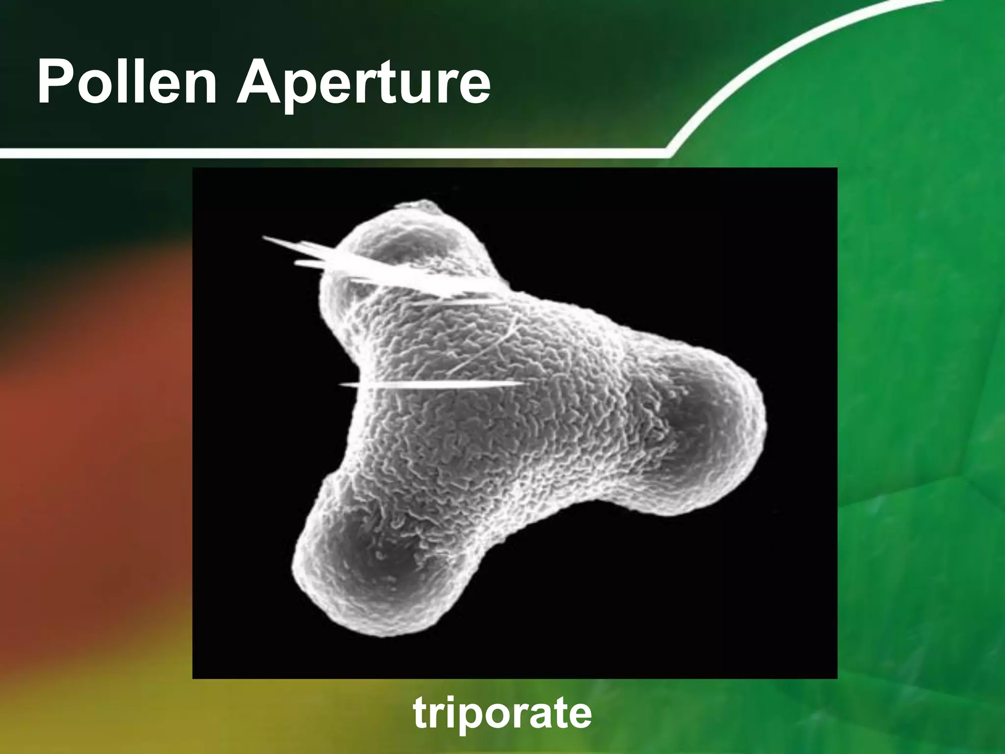 Palynology pollen morphology and biology | PDF