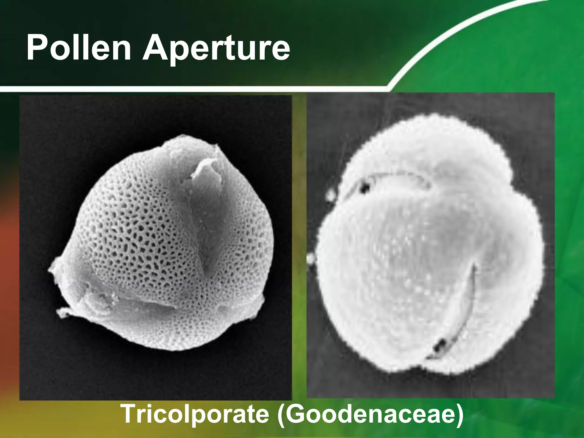 Palynology pollen morphology and biology | PDF | Gardening | Home & Garden