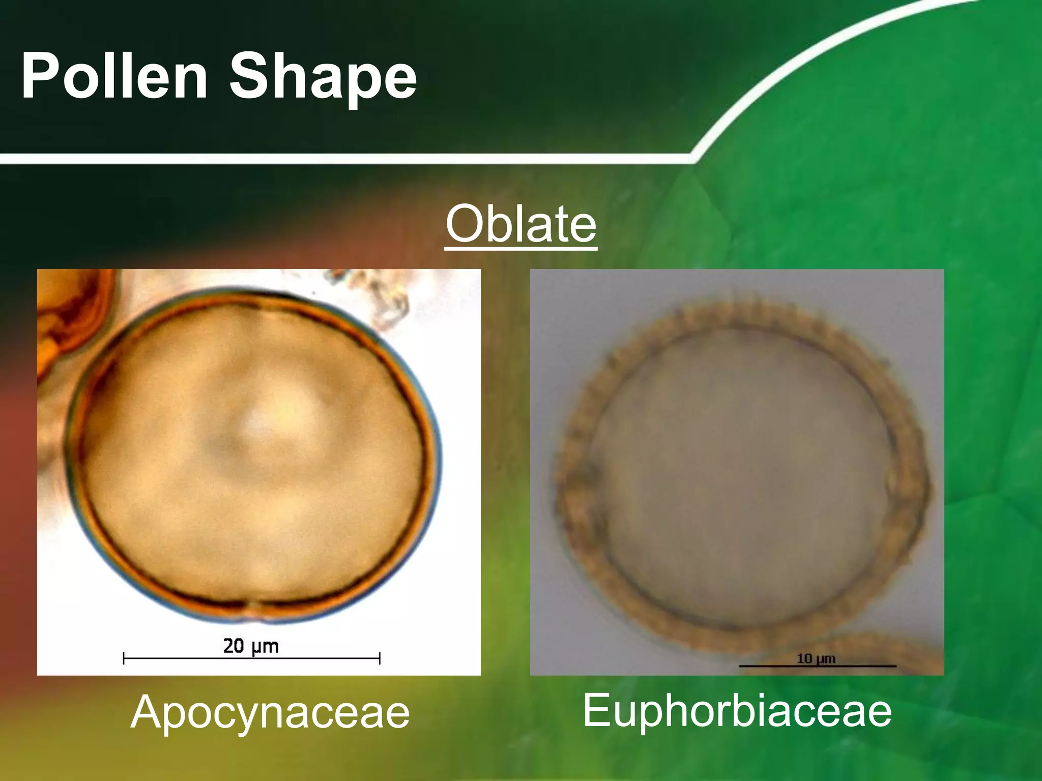 Palynology pollen morphology and biology | PDF