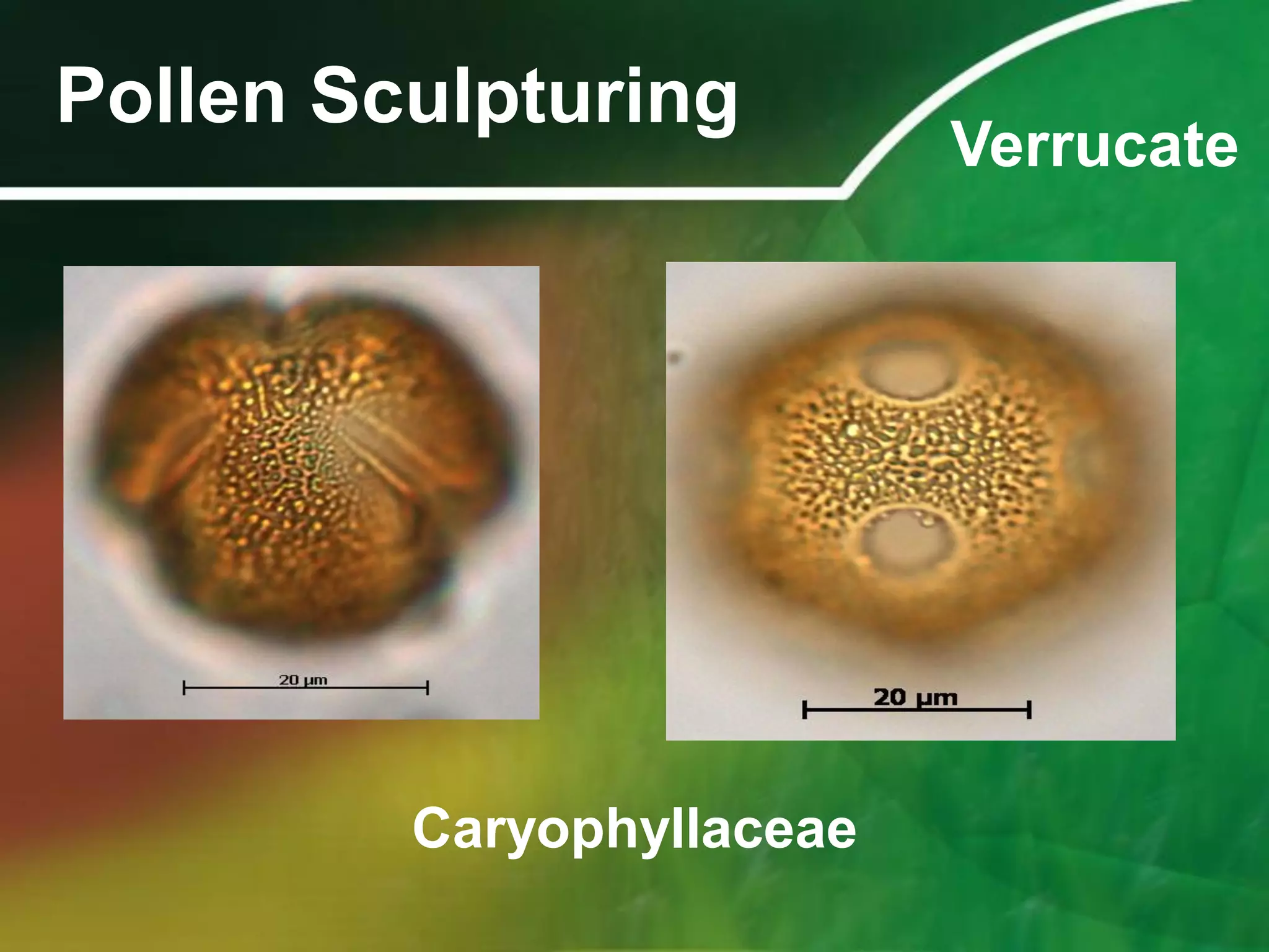 Palynology pollen morphology and biology | PDF
