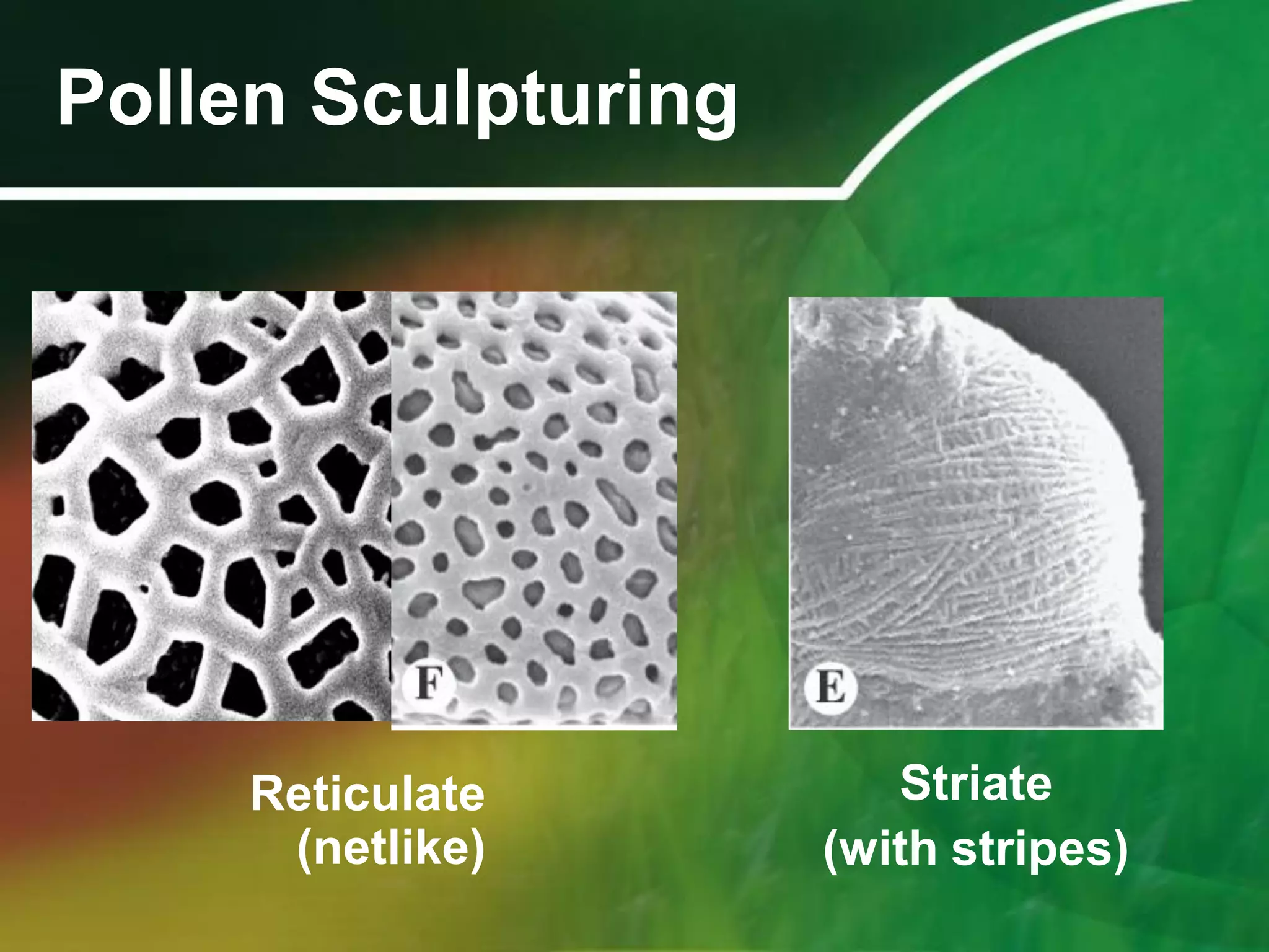 Palynology pollen morphology and biology | PDF