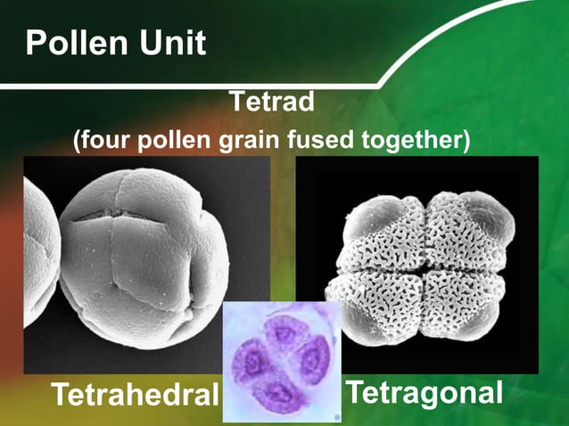 Palynology pollen morphology and biology | PDF | Gardening | Home & Garden