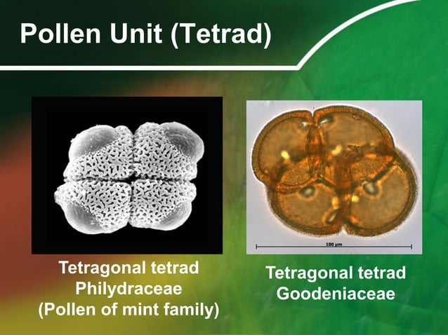 Palynology pollen morphology and biology | PDF | Gardening | Home & Garden
