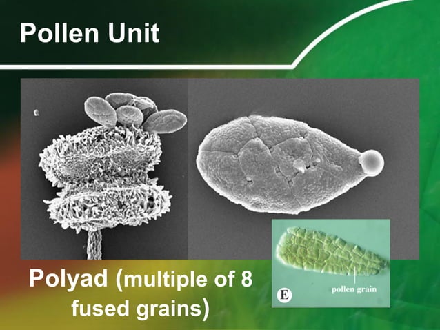 Palynology pollen morphology and biology | PDF | Gardening | Home & Garden