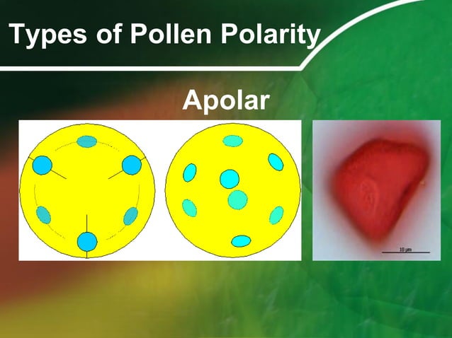 Palynology pollen morphology and biology | PDF | Gardening | Home & Garden